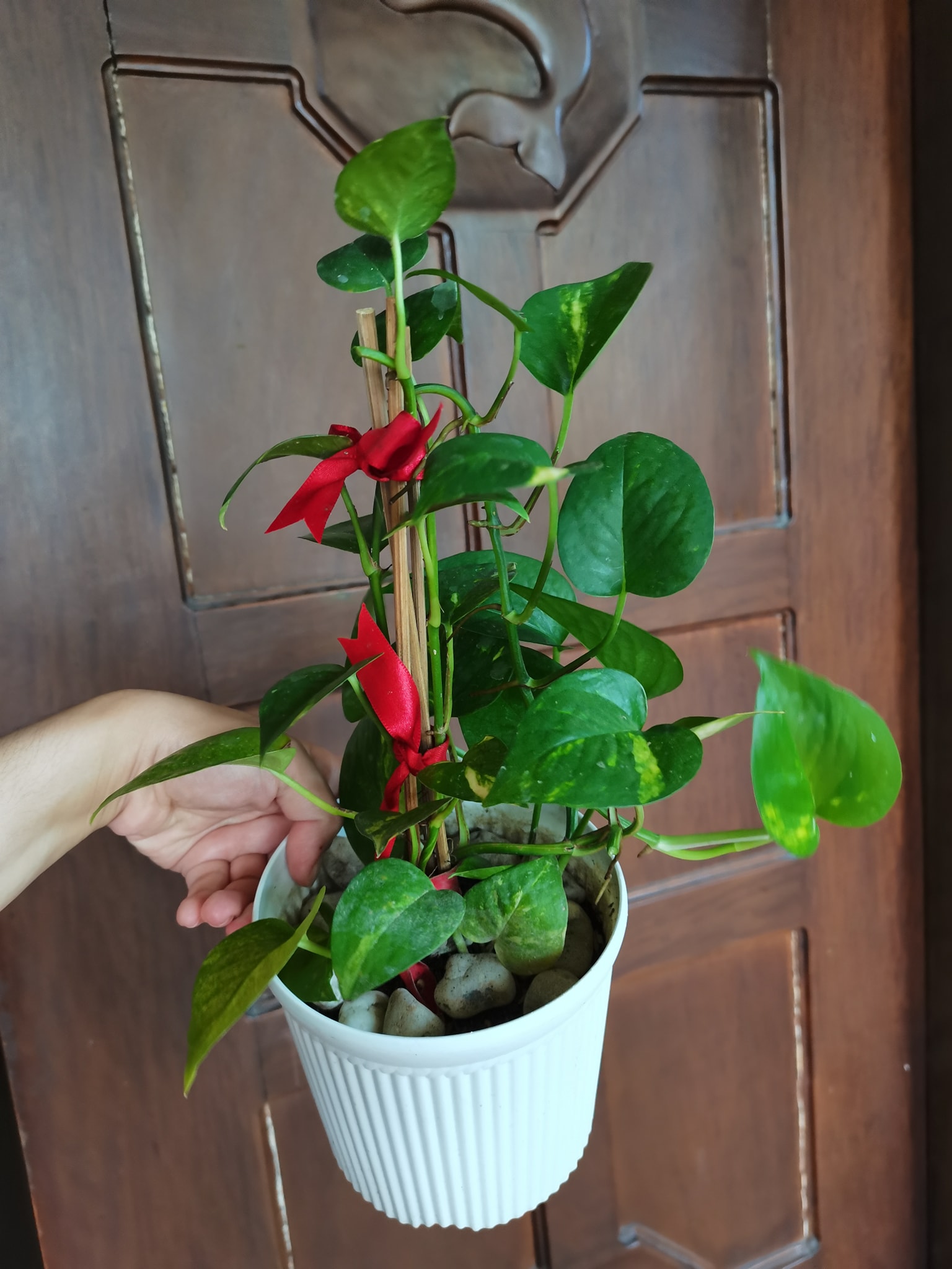 Red Flower Meaning and Symbolism: A Deep Dive into Passion and Power ...