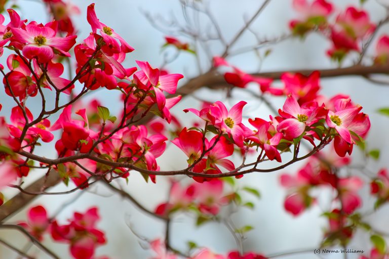 15 Stunning Trees with Red Flowers: Identification, History and Care ...