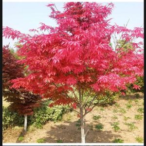 15 Stunning Trees with Red Flowers: Identification, History and Care ...