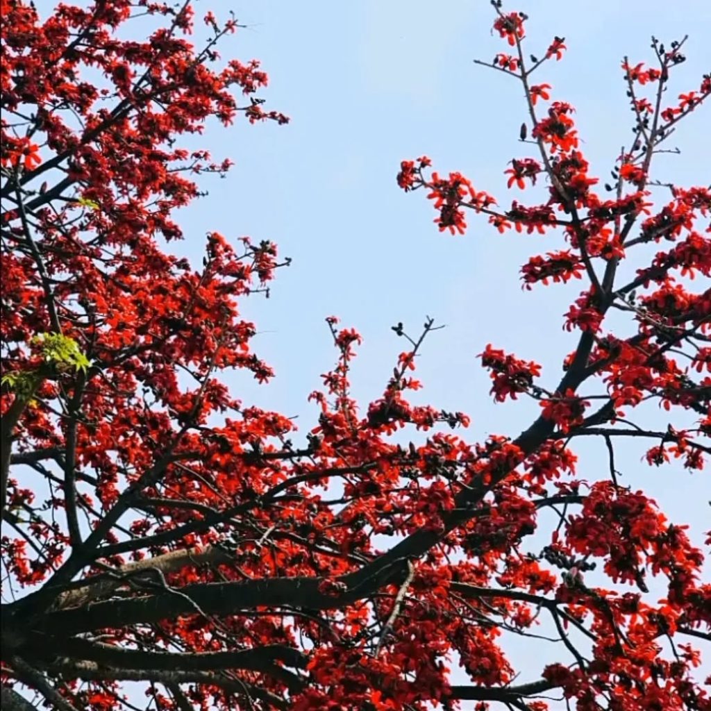 15 Stunning Trees with Red Flowers: Identification, History and Care ...