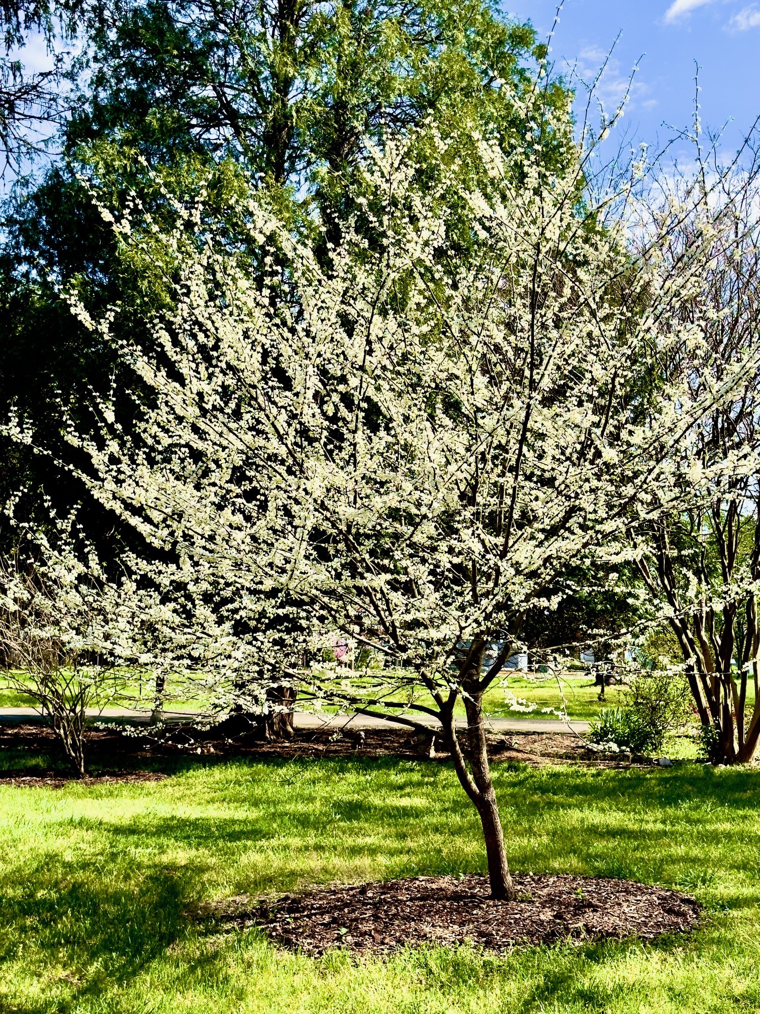 15 Stunning Trees with White Flowers: Identification Features and Care ...