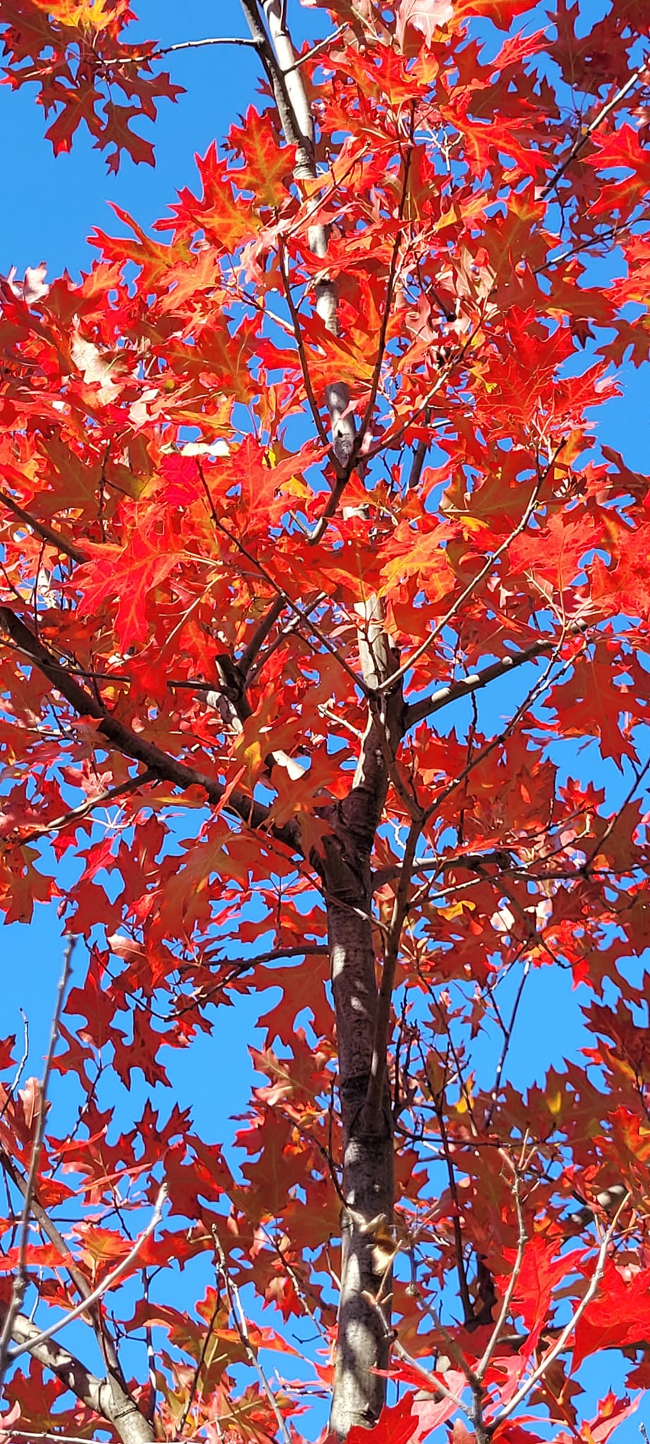 15 Stunning Trees with Red Flowers: Identification, History and Care ...