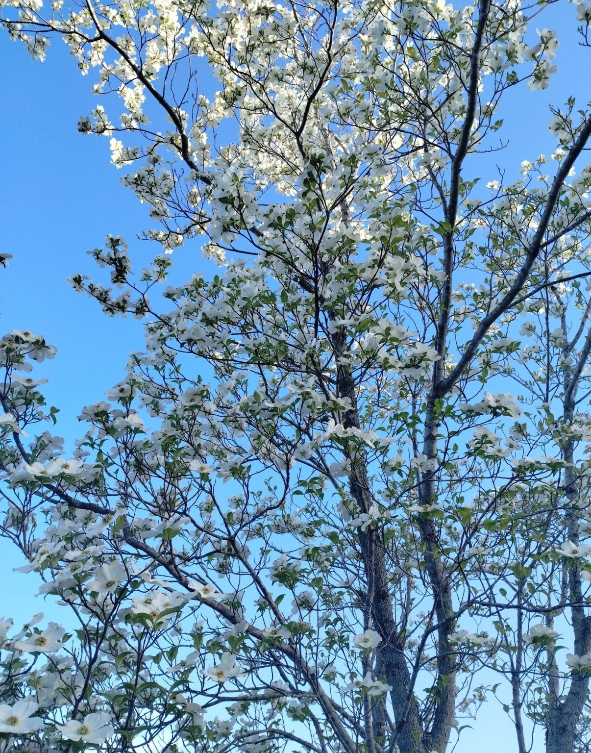 15 Stunning Trees with White Flowers: Identification Features and Care ...