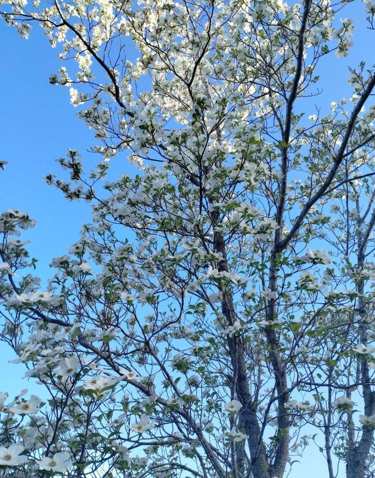 15 Stunning Trees with White Flowers: Identification Features and Care ...