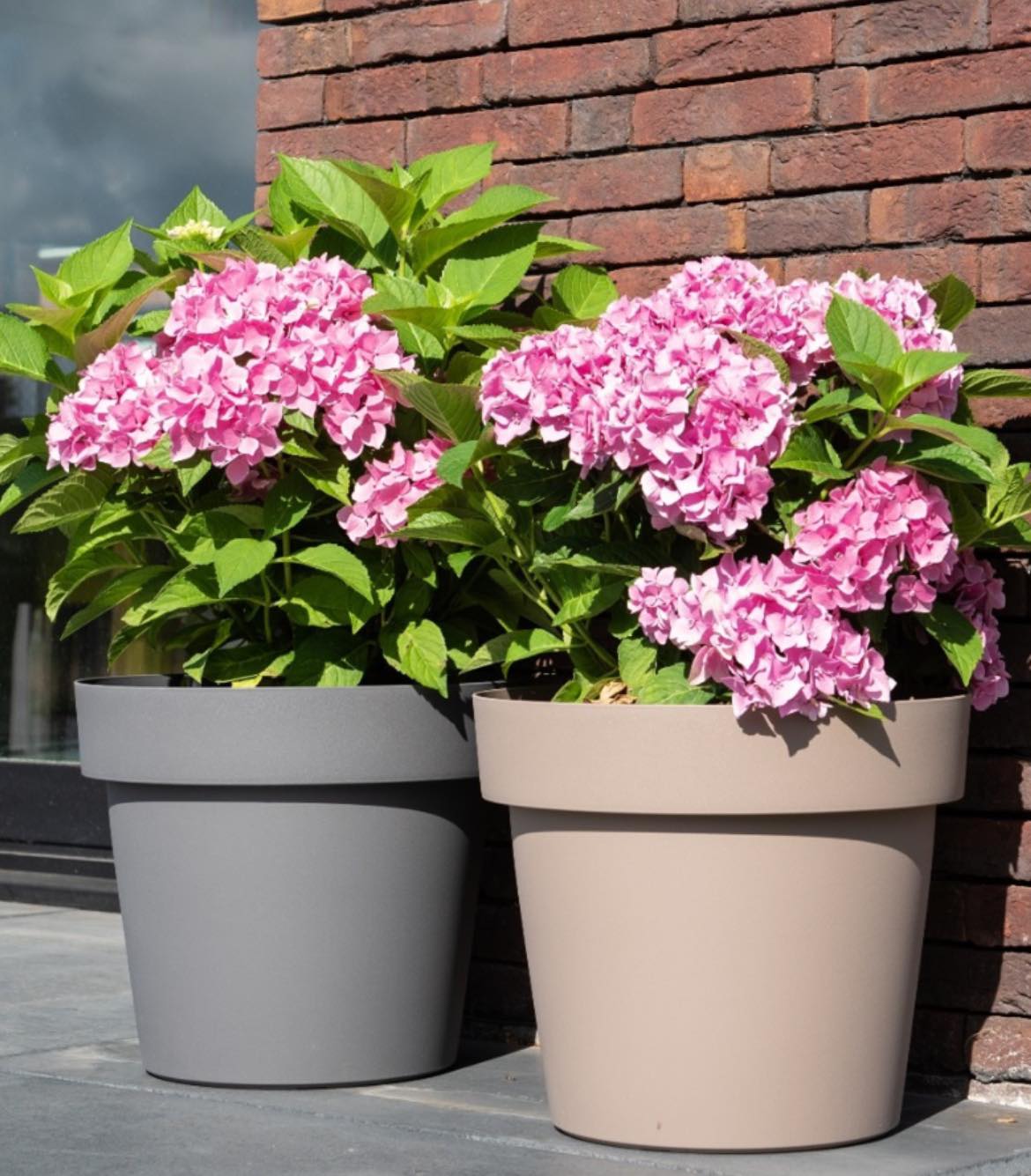 Beginners Guide: How Long Does Hydrangea Take to Grow? – Citycacti