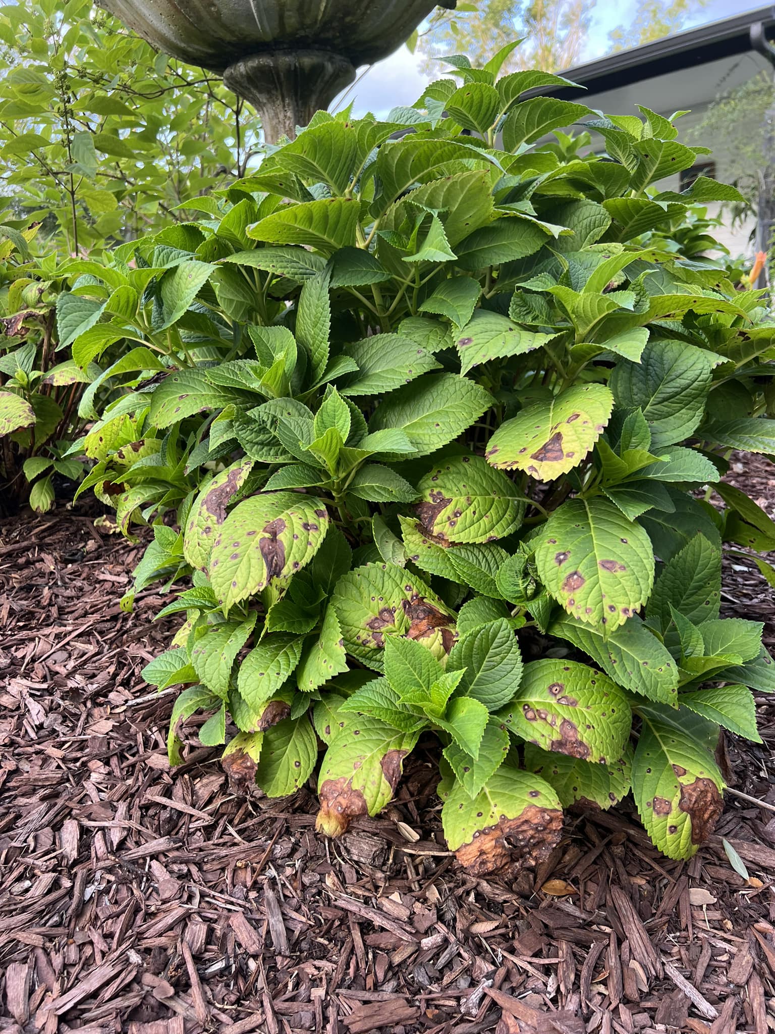 4 Methods of Propagating Hydrangeas + Their Success Rate – Citycacti