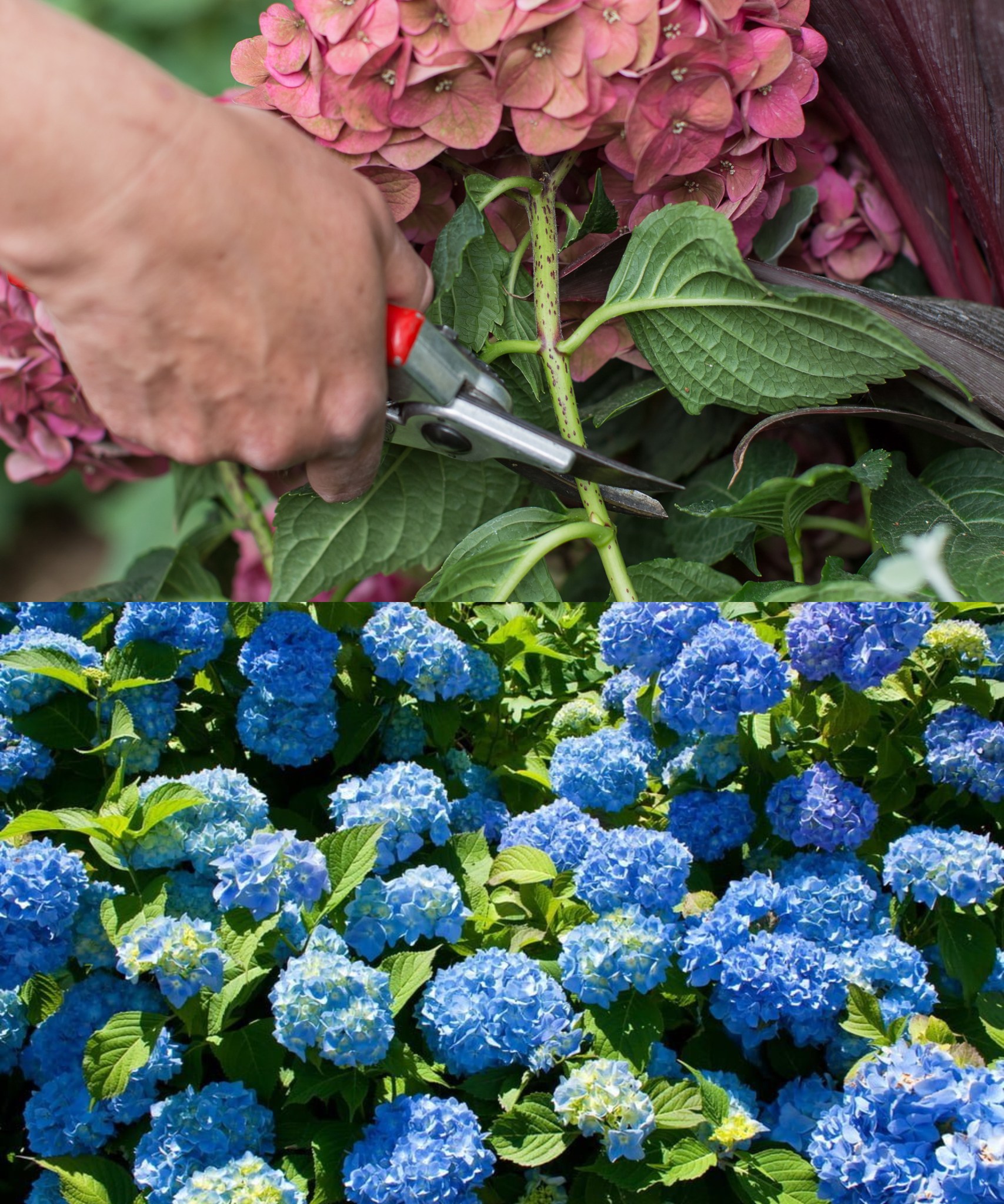 Fall or Spring? When to Cut Back Hydrangeas – Citycacti