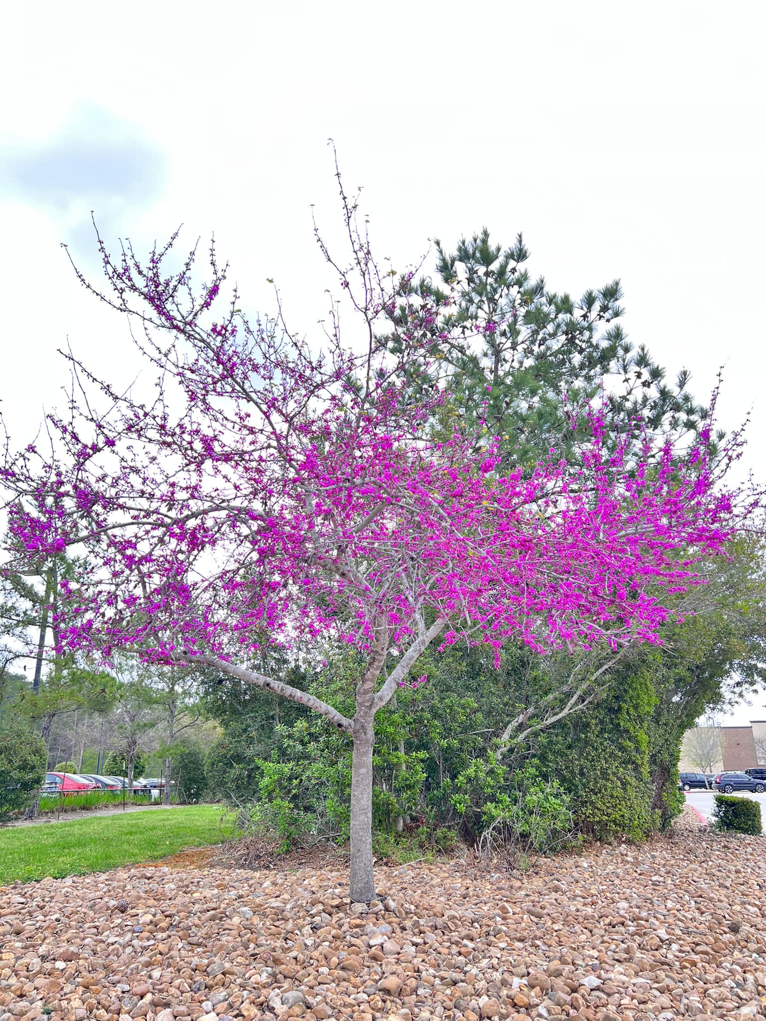 Understanding The Eastern Redbud Tree: History, Care Details and Common ...