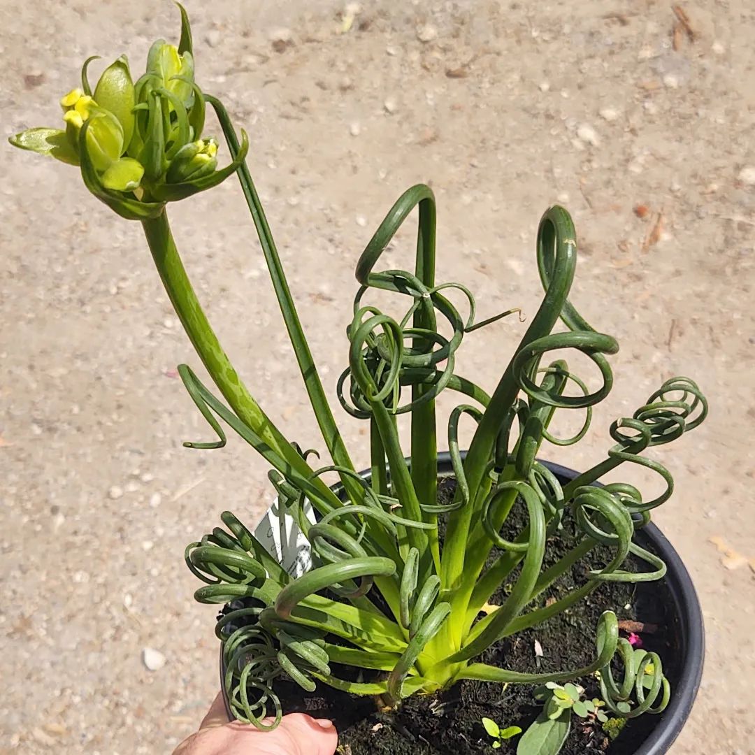 Understanding The Frizzle Sizzle Plant: History, Care, and Common ...