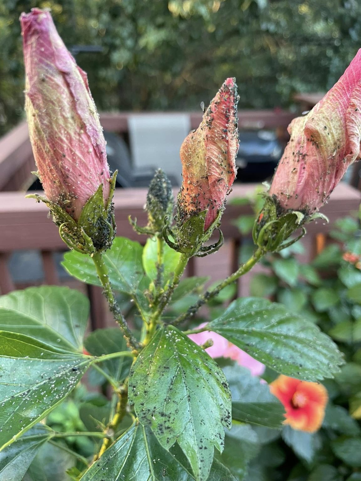 Beginners Guide: When and How to Prune Hibiscus – Citycacti