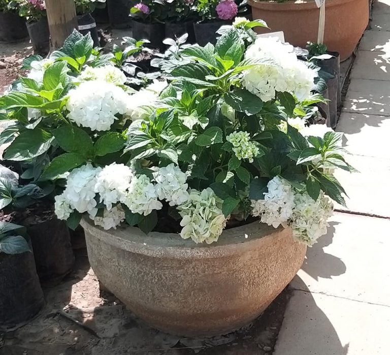 Beginners Guide: How Long Does Hydrangea Take to Grow? – Citycacti