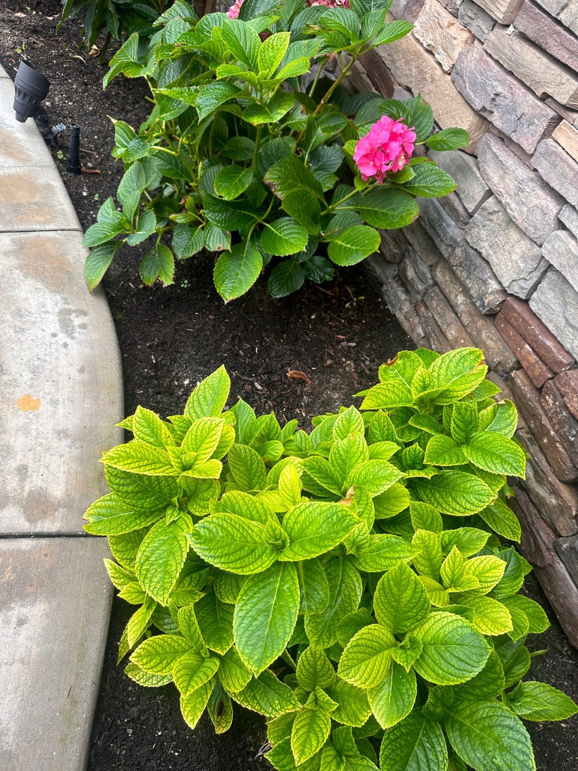 Fall or Spring? When to Cut Back Hydrangeas – Citycacti