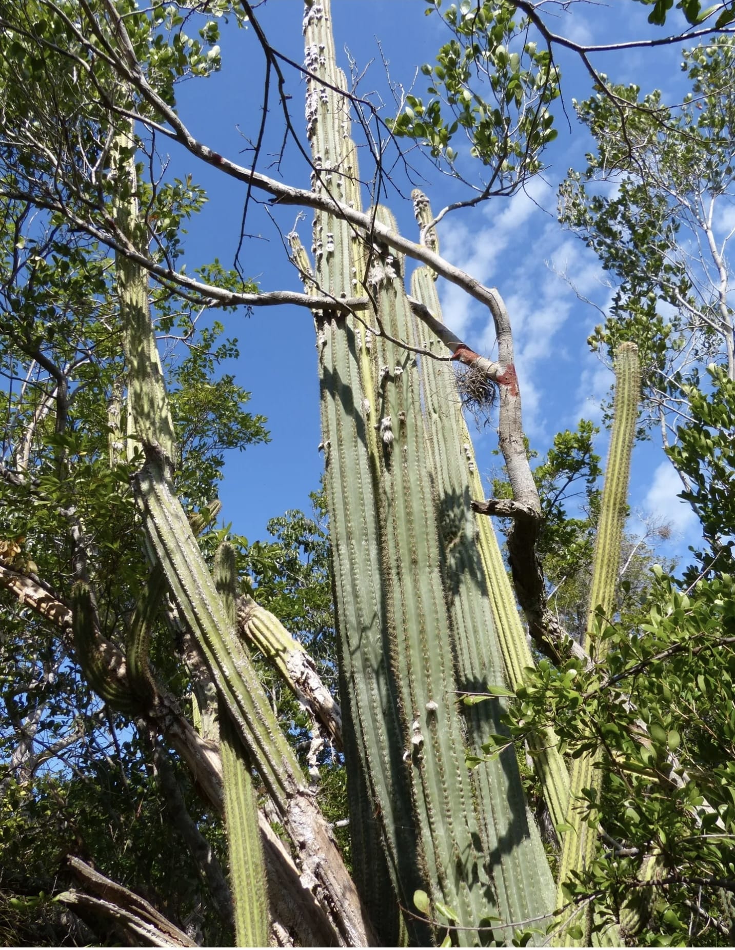 The Blue Torch Cactus – Care and Propagation Guide – Citycacti