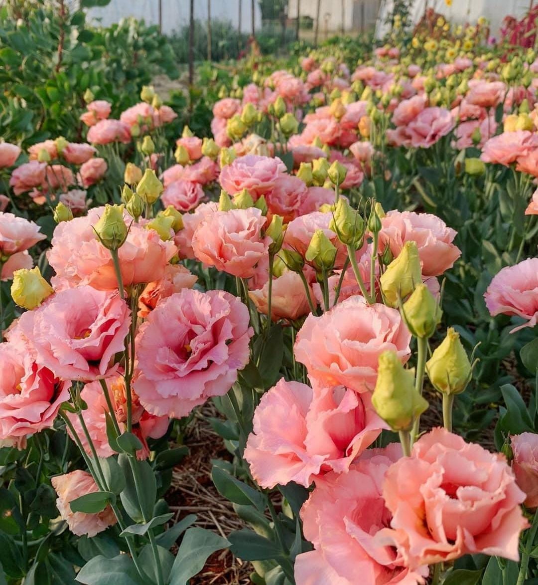 15 Flowers That Look Like Roses: Identification and Pictures – Citycacti