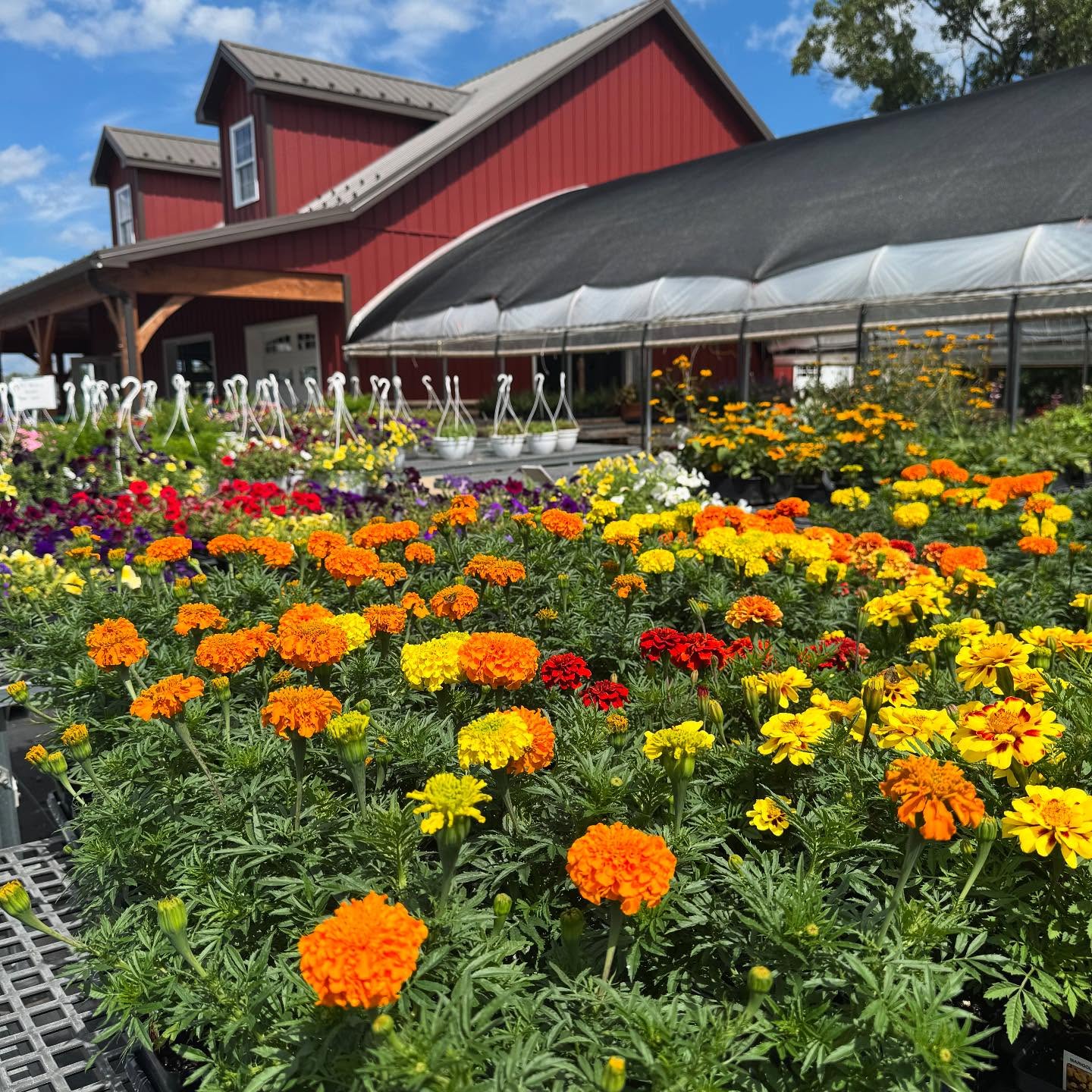 How Long Do Mums Last? Tips for Keeping Chrysanthemums Vibrant in Your ...