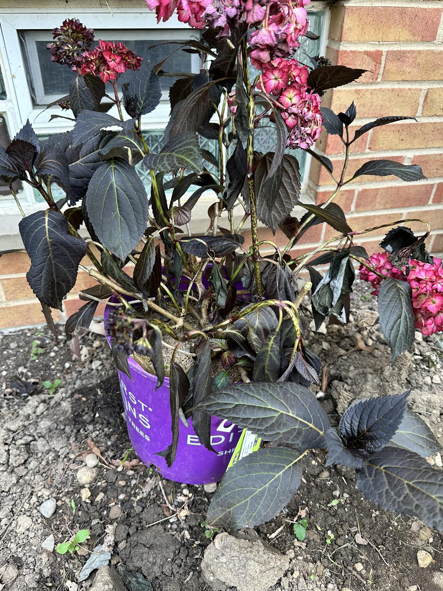 4 Methods of Propagating Hydrangeas + Their Success Rate – Citycacti