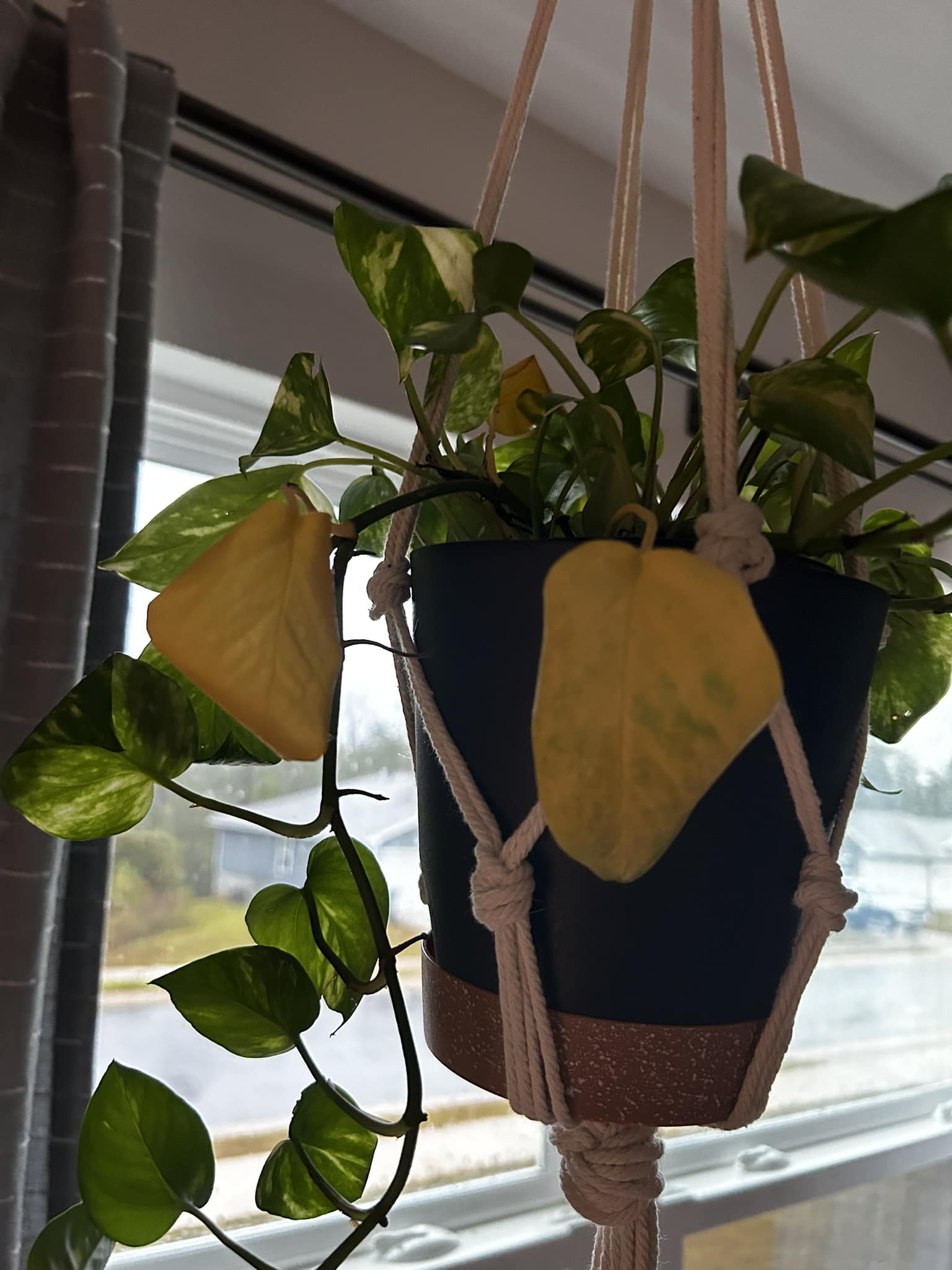 15 Types of Pothos: Variety Identification and Pictures – Citycacti