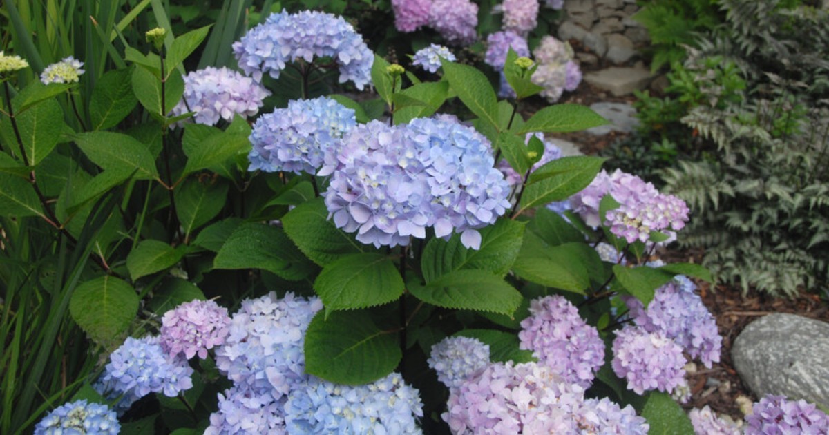 How to Revive Hydrangeas After Frost: Journey to Lush Summer and Fall ...