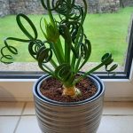 7 Poisonous Cacti Dangerous to Humans and Pets – Citycacti