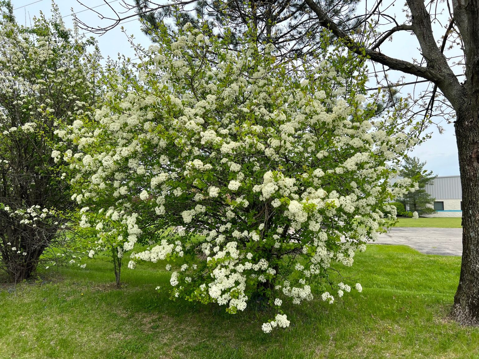 15 Stunning Viburnum Varieties: Identification Features and Care ...