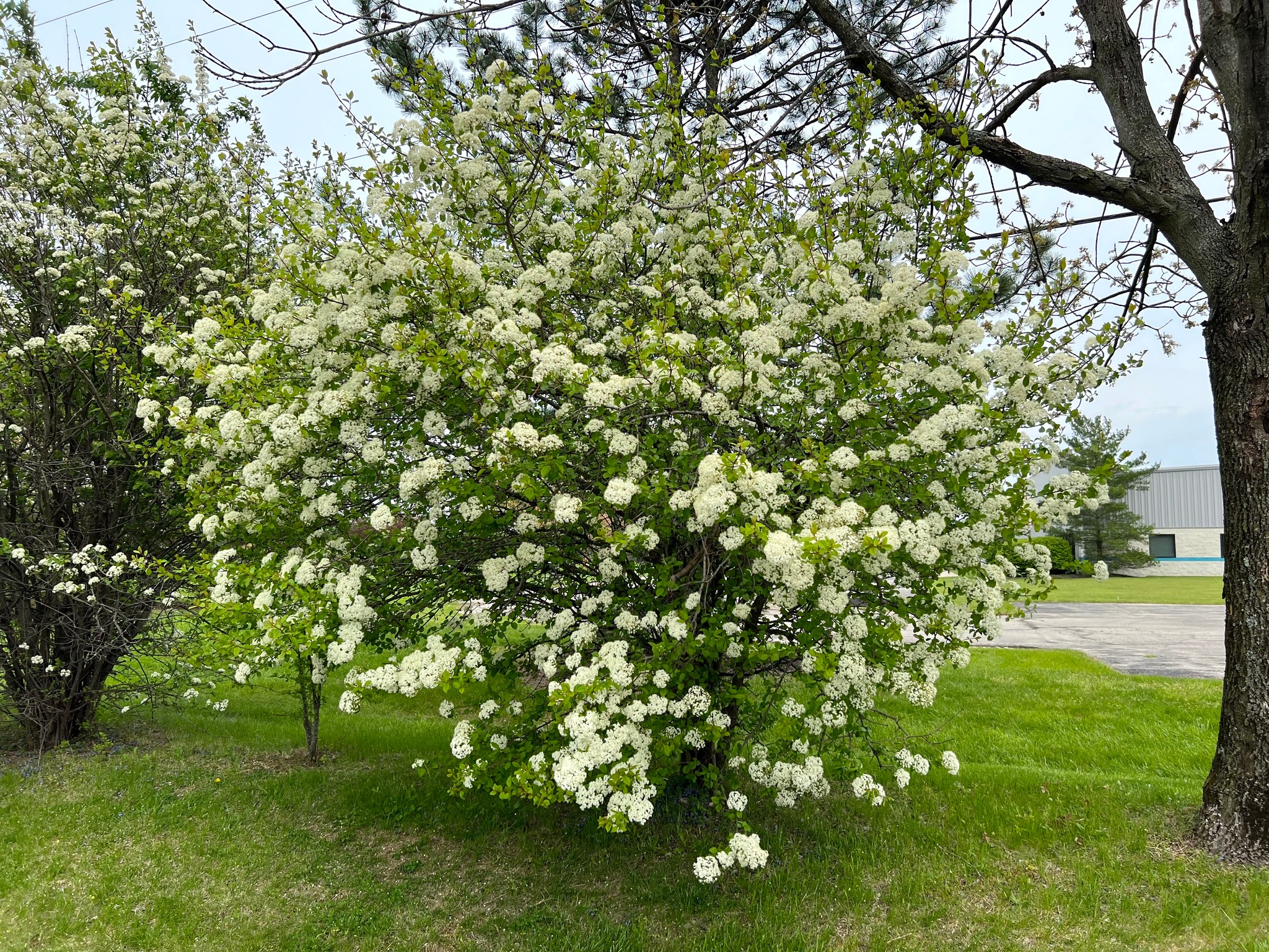 25 Best Shrubs for Hedges: Identification and Pictures – Citycacti