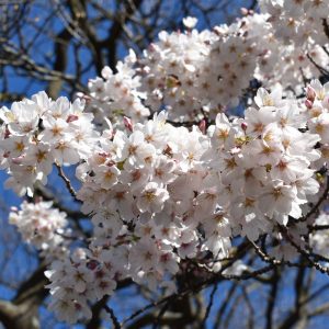 Understanding The Yoshino Cherry: History, Care Details and Common ...