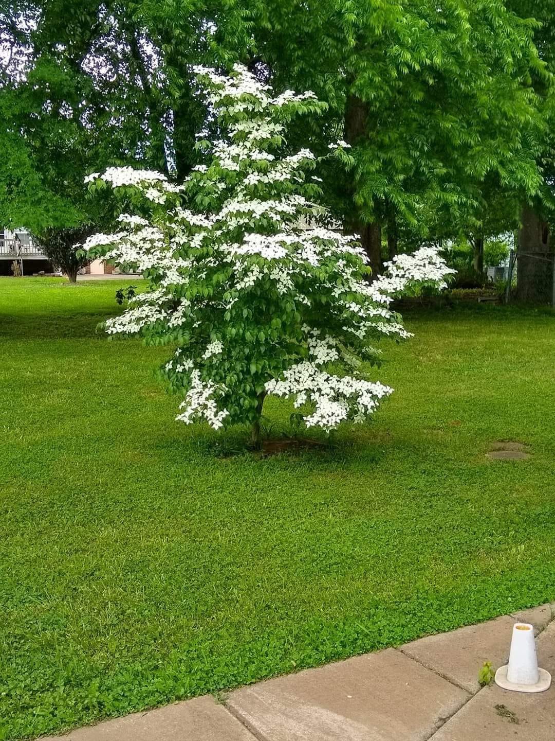 15 Types of Dogwood Trees and Shrubs: Identification and Pictures ...