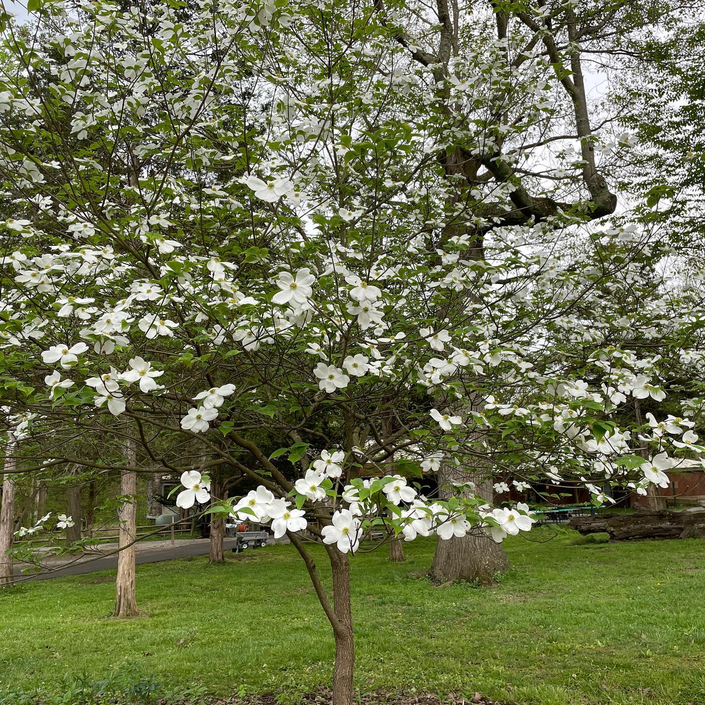 Understanding The Weeping Cherry Tree : History, Care Details, and ...
