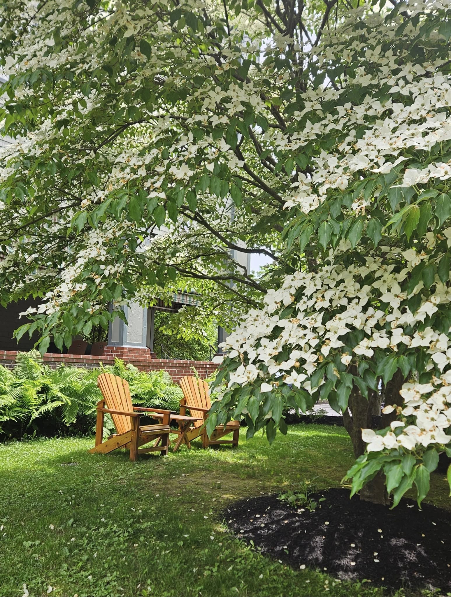 15 Types of Dogwood Trees and Shrubs: Identification and Pictures ...