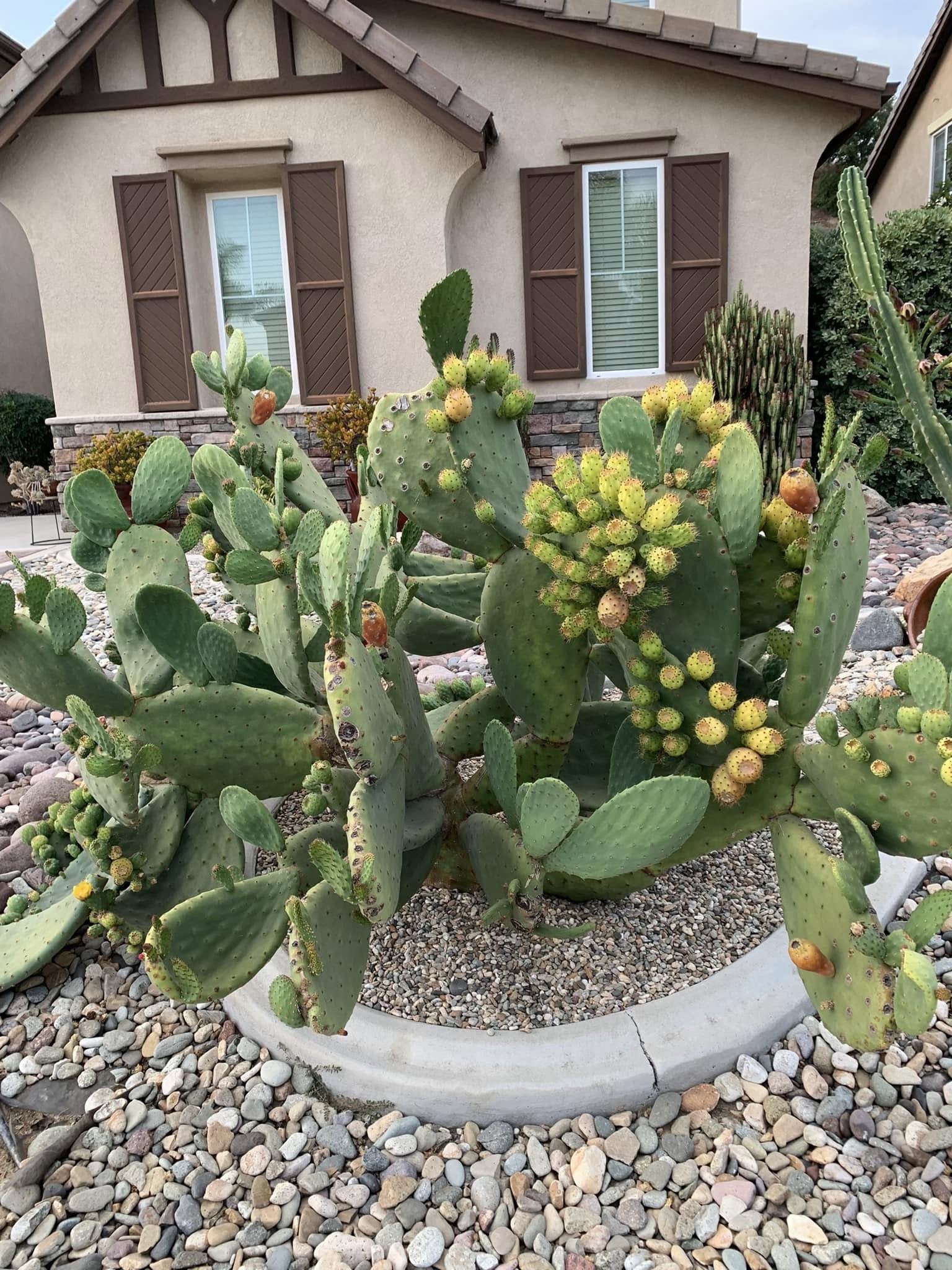 Beginners Guide: How to Trim Your Cactus (Safely Without Killing It ...