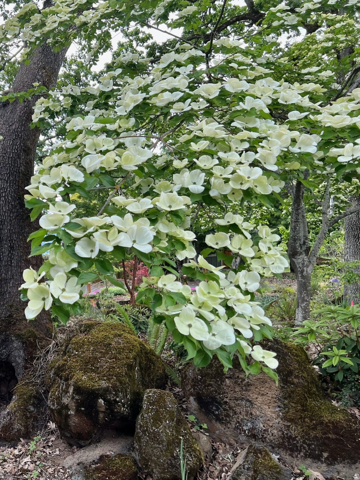 15 Types of Dogwood Trees and Shrubs: Identification and Pictures ...