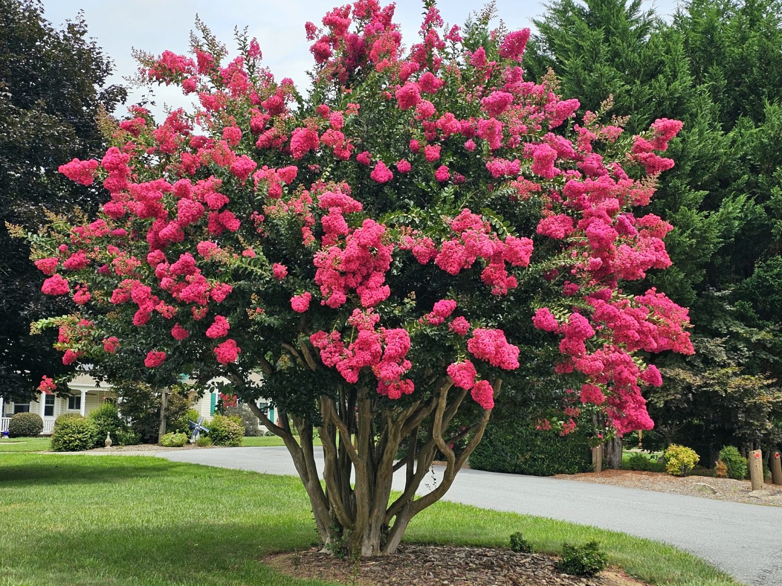 Understanding The Crape Myrtle (Lagerstroemia indica): History, Care ...