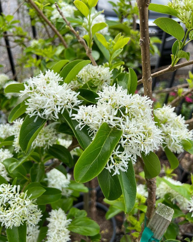 Understanding The Fringe Tree (Chionanthus virginicus): History, Care ...