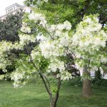 Understanding The Fringe Tree (Chionanthus virginicus): History, Care ...