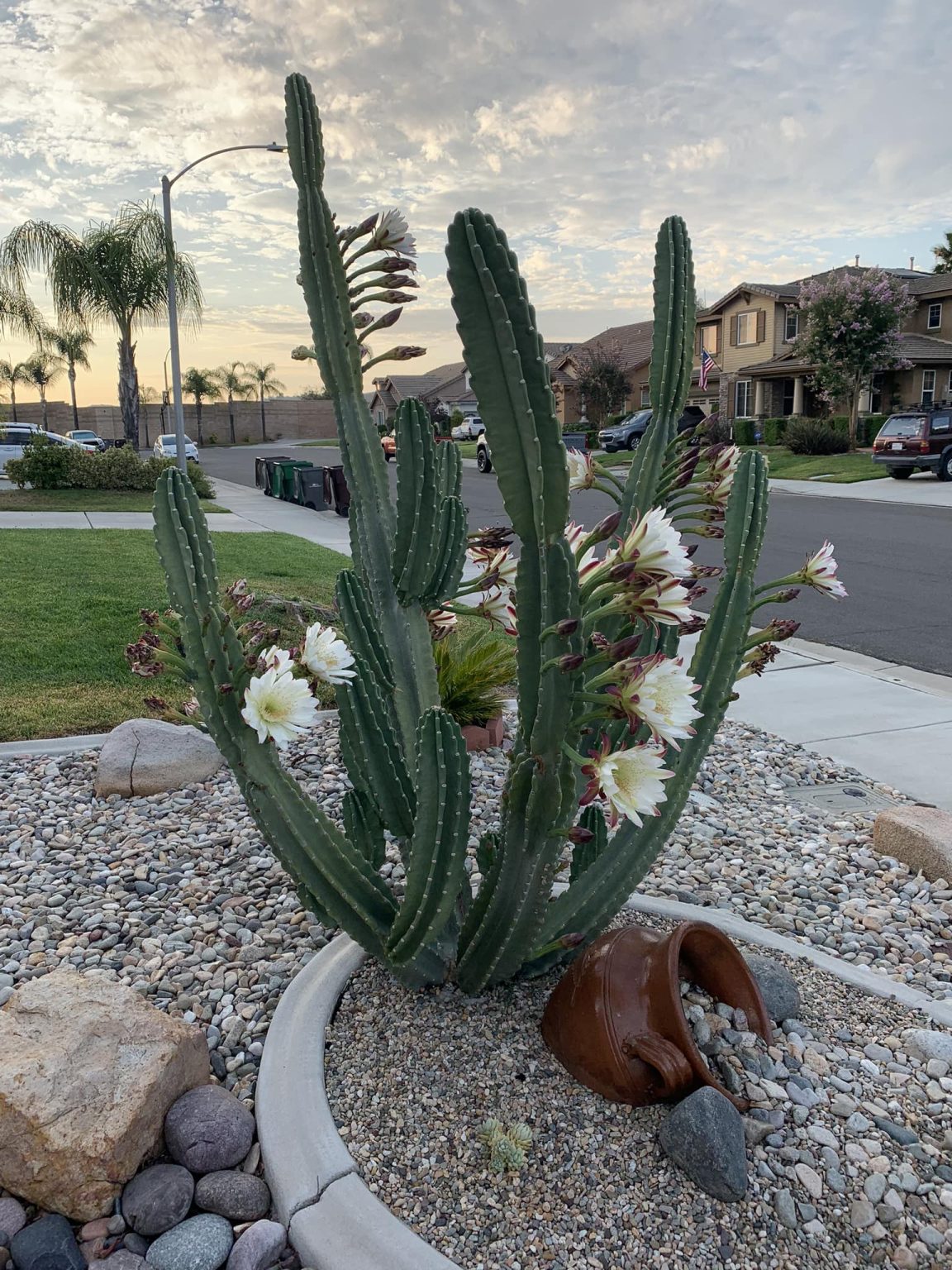 Understanding Indoor Cactus Winter Care: Tips for Beginners – Citycacti