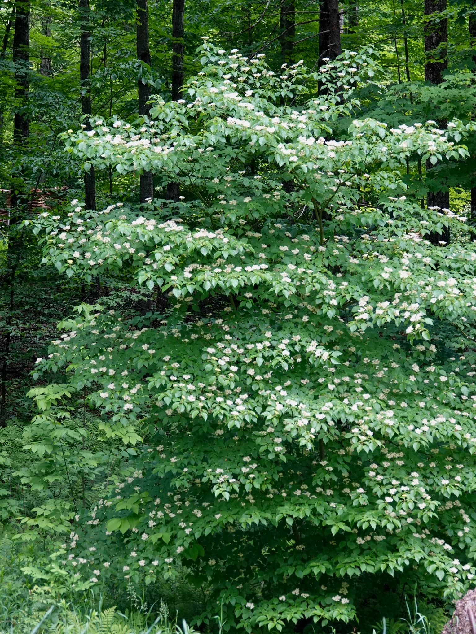 15 Types of Dogwood Trees and Shrubs: Identification and Pictures ...