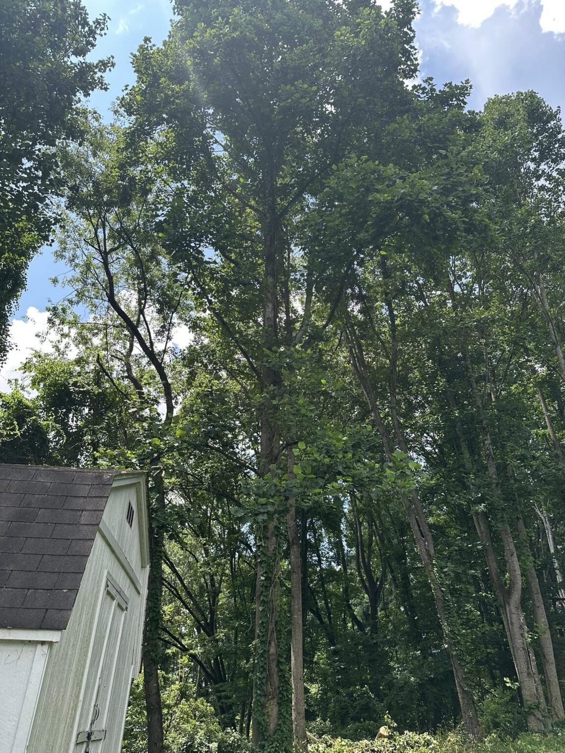 15 Beautiful Trees With White Bark: Perfect Picks for Garden and ...