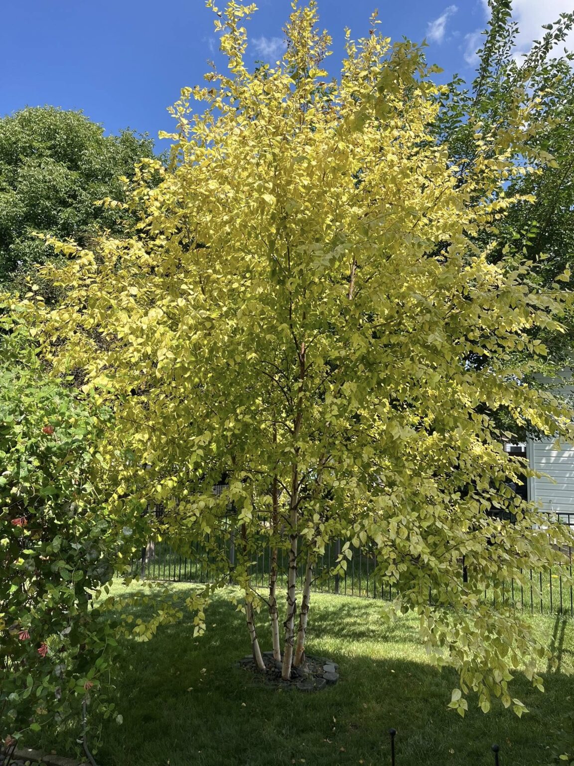 15 Beautiful Trees With White Bark: Perfect Picks for Garden and ...