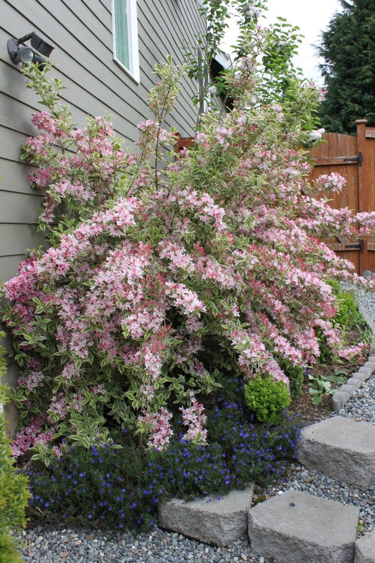 25 Stunning Shrubs With Pink Flowers: Identification and Pictures ...