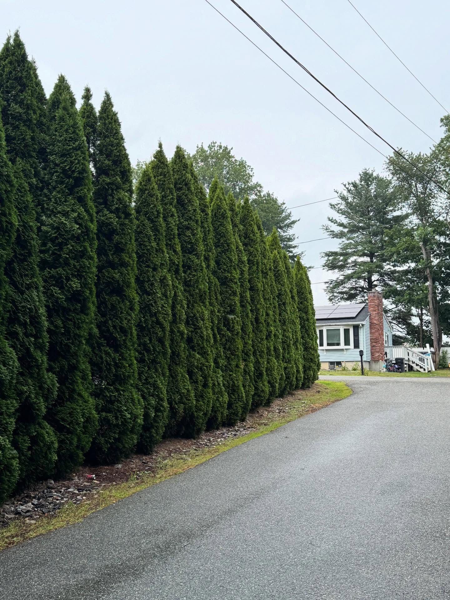 25 Types of Boxwood Shrubs: Variety Identification, Hardiness, and How ...