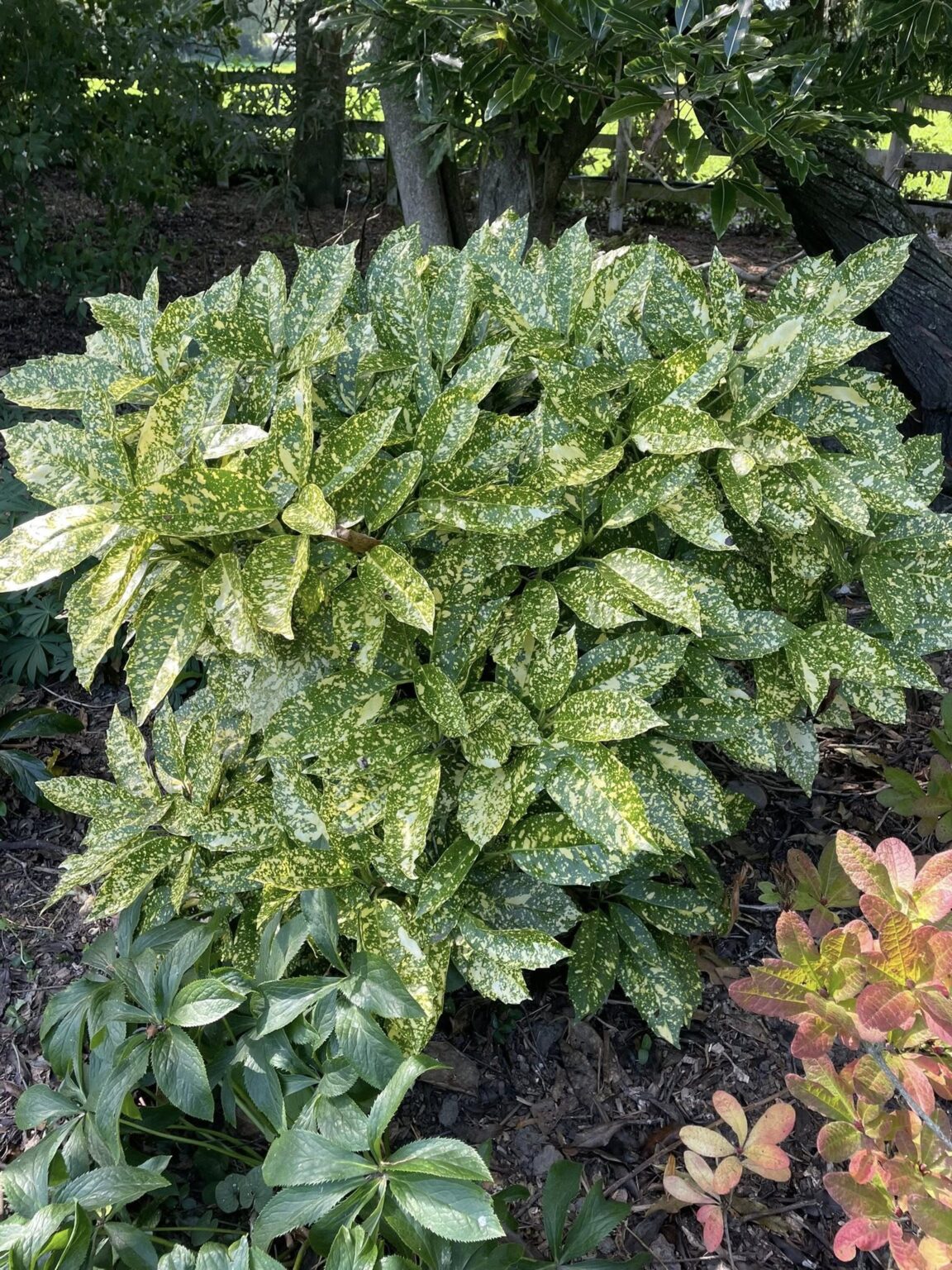 20 Evergreen Shrubs for Borders: Structure, Colour, and Year-Round ...