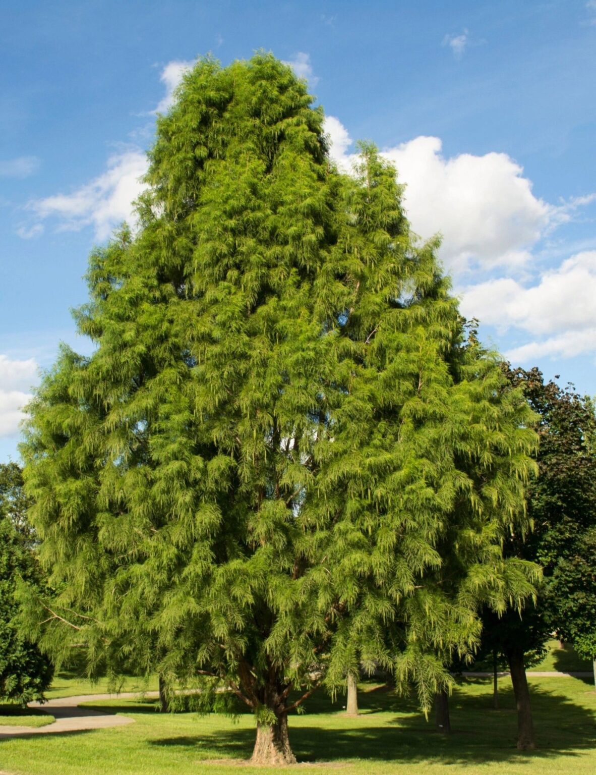 20 Stunning Types of Cypress Trees: Visual Identification and Growing ...
