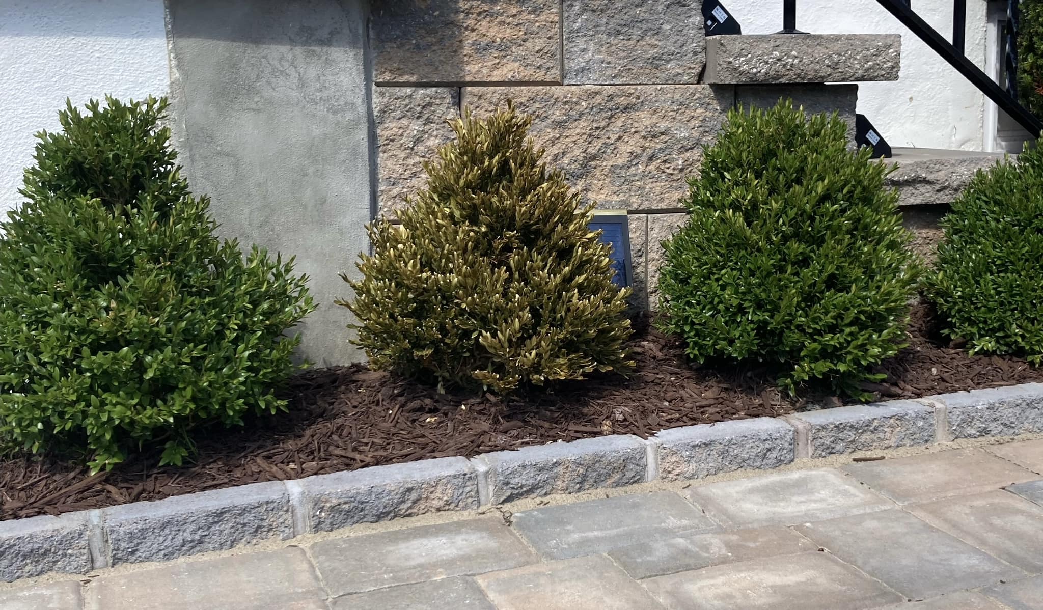 25 Small Shrubs for Front of House: The Complete Planting Guide – Citycacti
