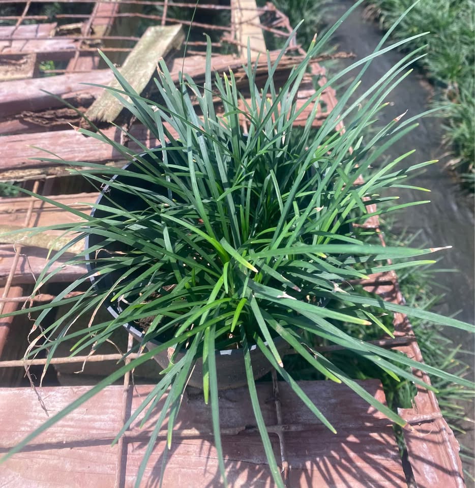 15 Evergreen Ornamental Grasses: Year-Round Beauty for Every Landscape ...