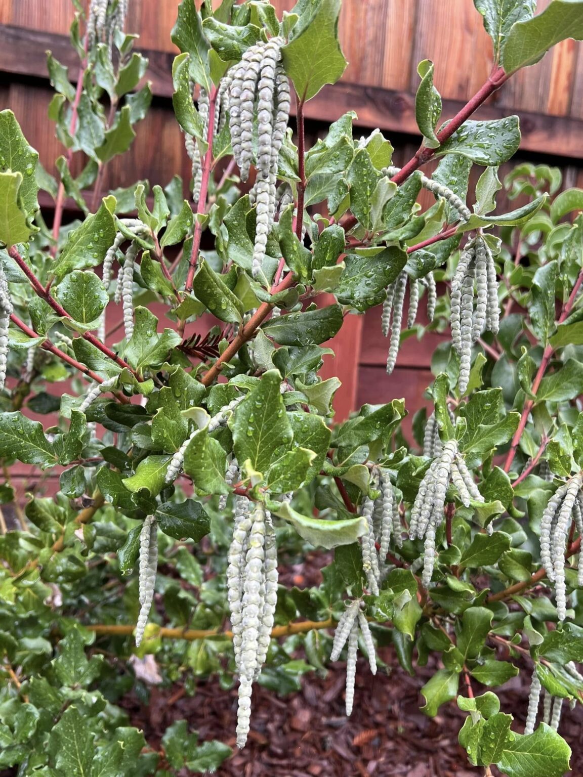 20 Evergreen Shrubs for Borders: Structure, Colour, and Year-Round ...