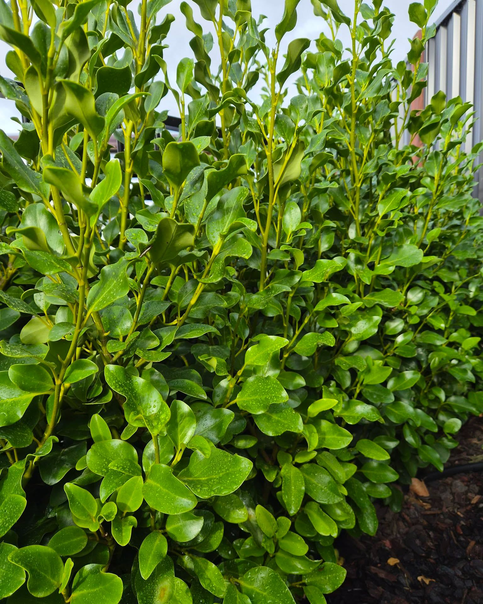 25 Best Shrubs for Hedges: Identification and Pictures – Citycacti