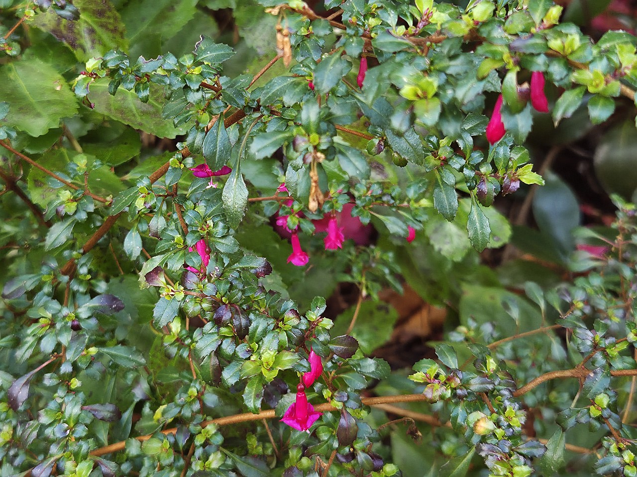 15 Shrubs That Bloom All Summer: Identification and Pictures – Citycacti