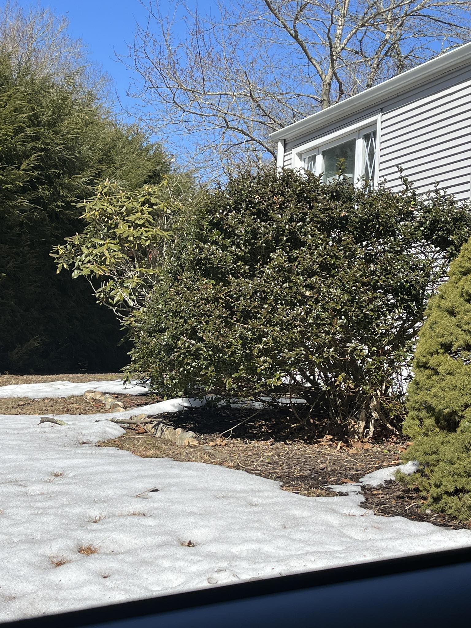 10 Shrubs with Red Berries: Identification and Pictures – Citycacti