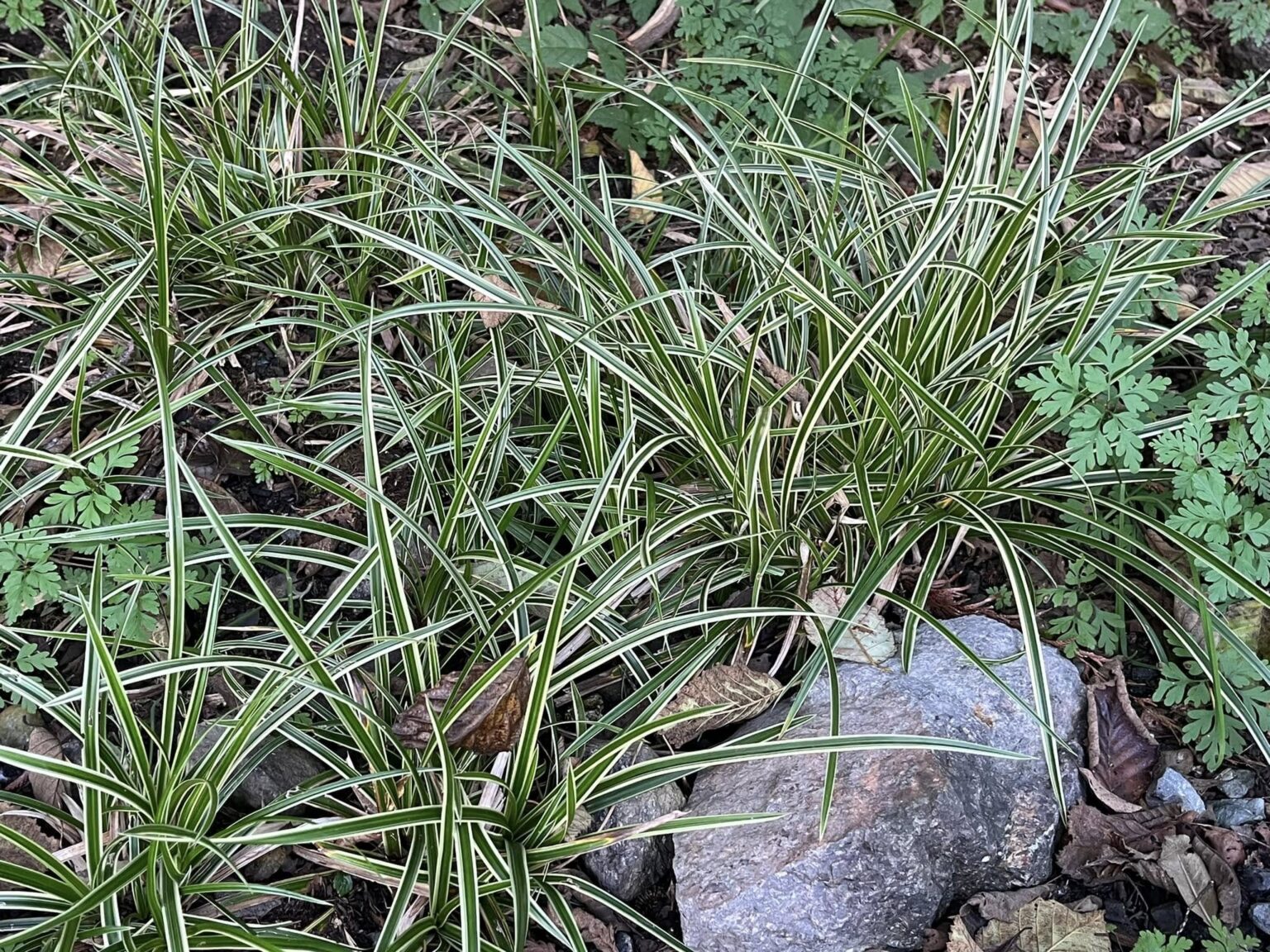 15 Best Ornamental Grasses for Pots: Identification and Pictures ...