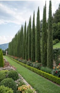 20 Stunning Types of Cypress Trees: Visual Identification and Growing ...
